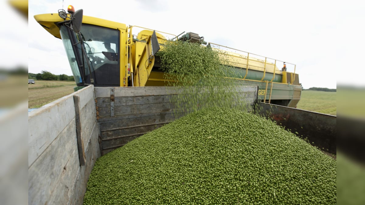 Scientists Created the World's First 'Climate Positive' Gin, Made from ...