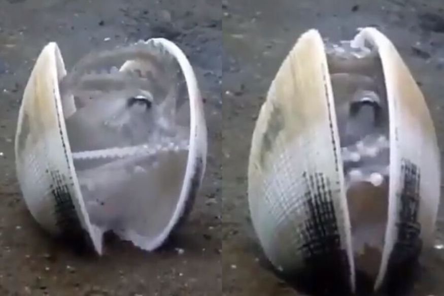 Watch: This Octopus Hiding inside a Shell will Encourage You to 'Self ...