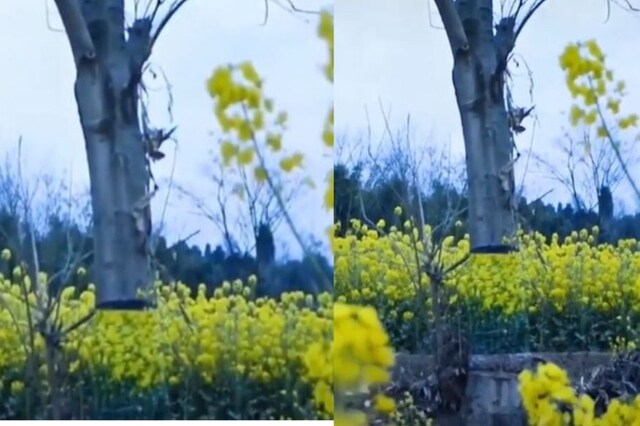 A See-Through Tree Trunk? This Viral Optical Illusion has Left the ...