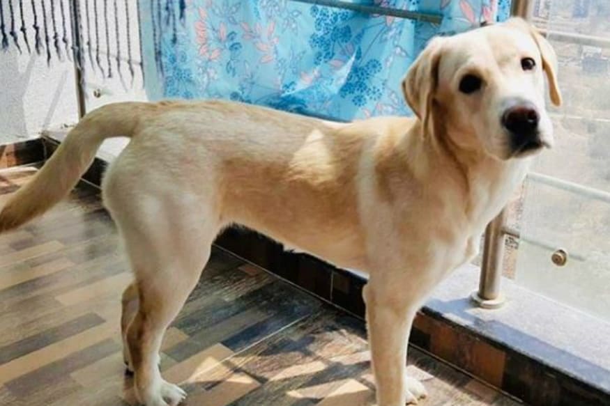 Ratan Tata is Looking for a Family for His Paw Friend. Can You Help?