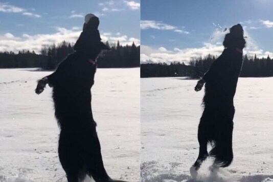 Watch: This Insta-Popular Dog Playing Volleyball with Humans is ...