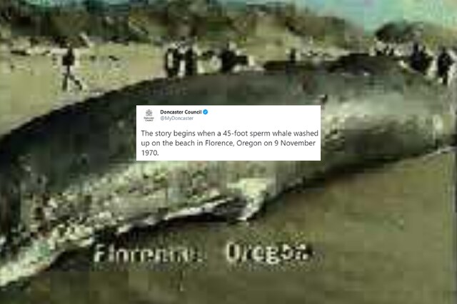 How a British Town is Using Oregon’s Exploding Whale Fiasco to Educate ...