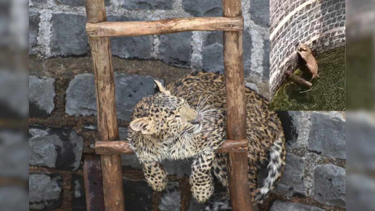 Jugaad At its Best: Leopard Stuck in Well Rescued Using Ladder in ...