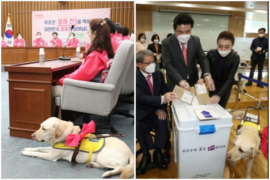 South Korean Parliament to Allow Guide Dogs Inside After 16 Years ...