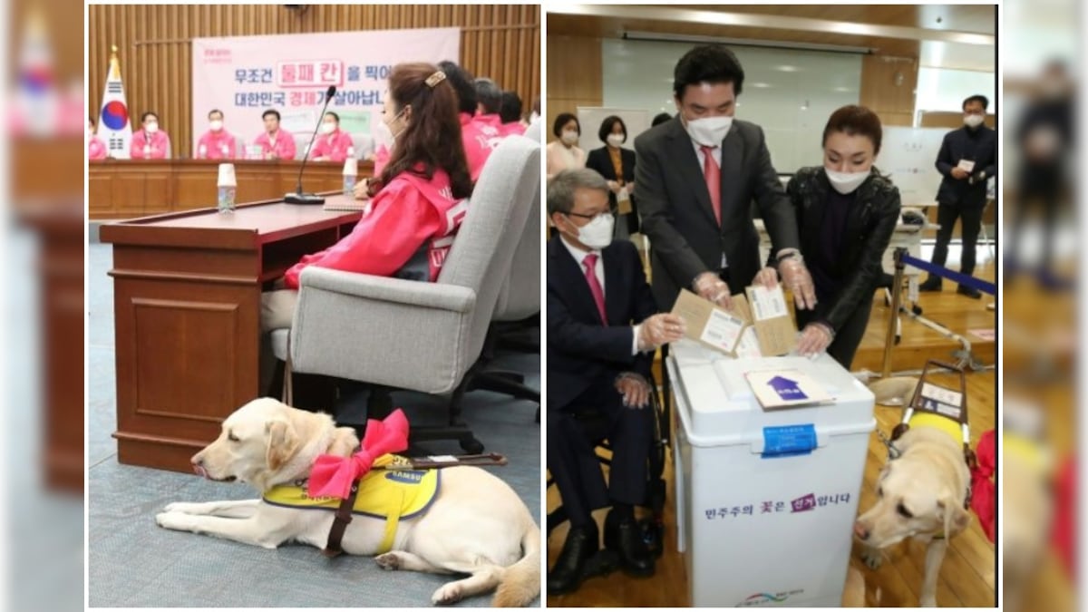 South Korean Parliament to Allow Guide Dogs Inside After 16 Years ...