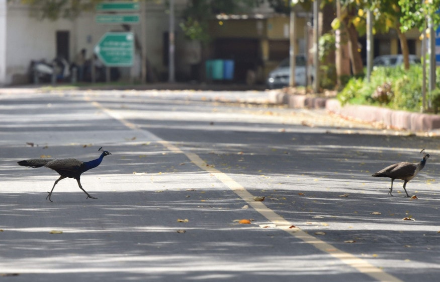 Wild Animals Are Strolling Public Places During Coronavirus Lockdown ...