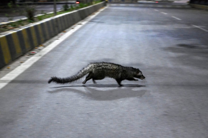 Wild Animals Are Strolling Public Places During Coronavirus Lockdown ...