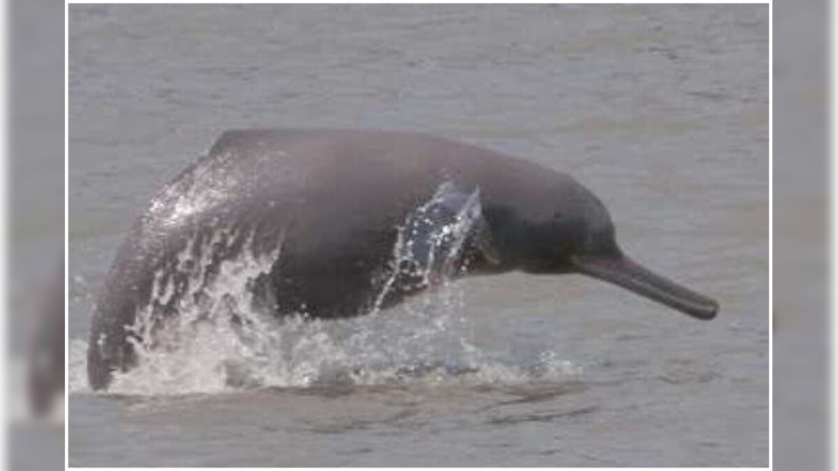 Horrifying Video Shows Two Men Torturing an Infant Dolphin in West ...