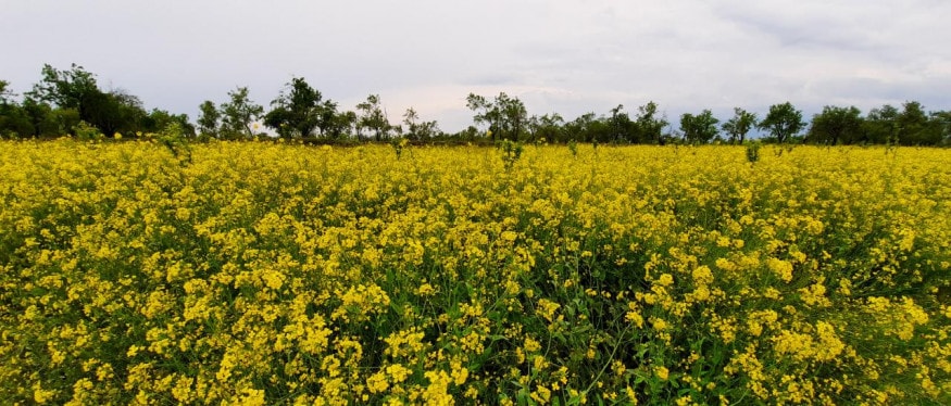 Splendid Photos of Blossomed Mustard Field in South Kashmir - News18