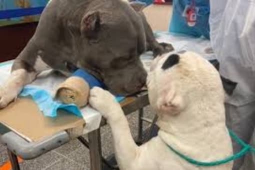 The Story Behind the Viral Photo of Dogs Comforting Each Other Will ...