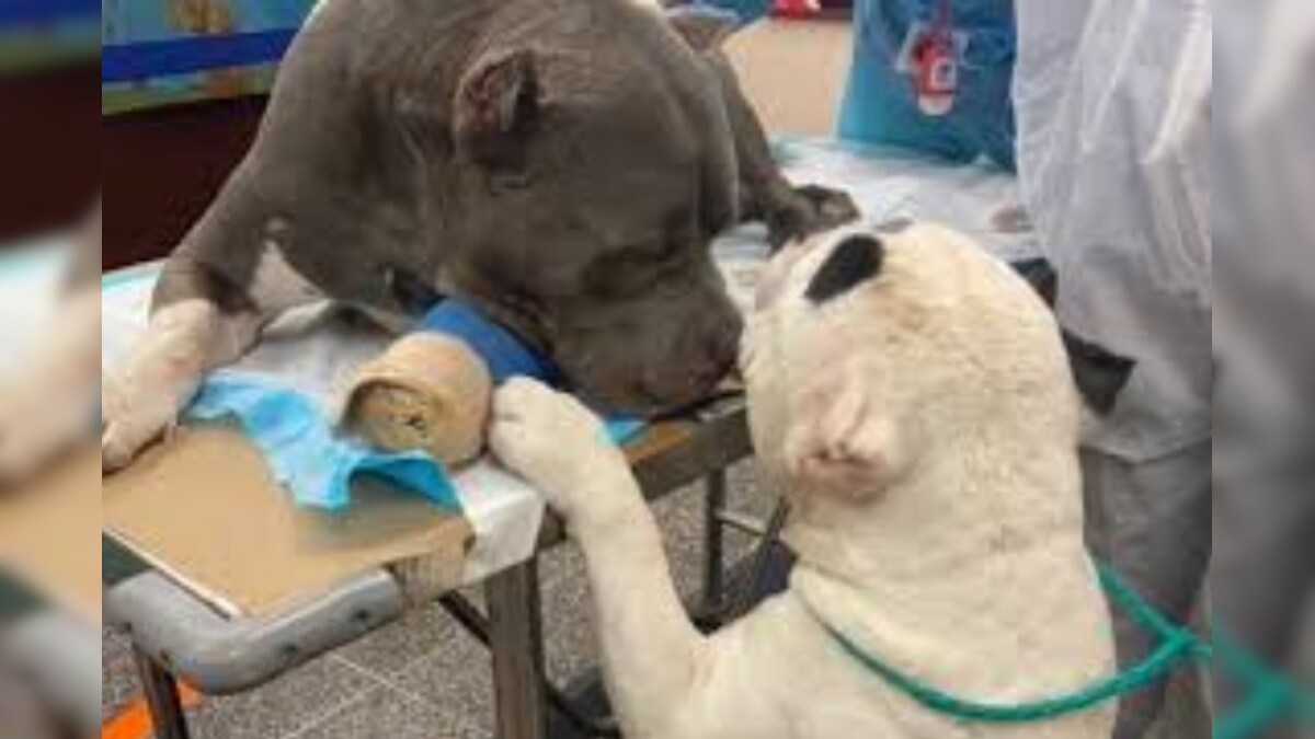 The Story Behind the Viral Photo of Dogs Comforting Each Other Will ...