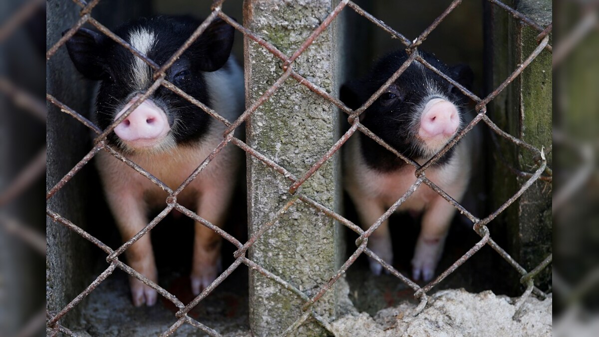 Centre Asks Assam Govt to Opt for Culling of Pigs Affected by African ...