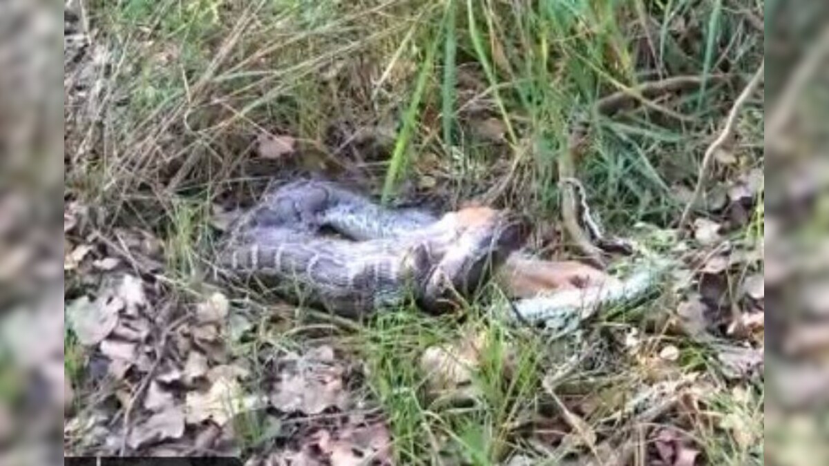 'Too Scary to Watch': Terrifying Video Shows Burmese Python Swallowing ...