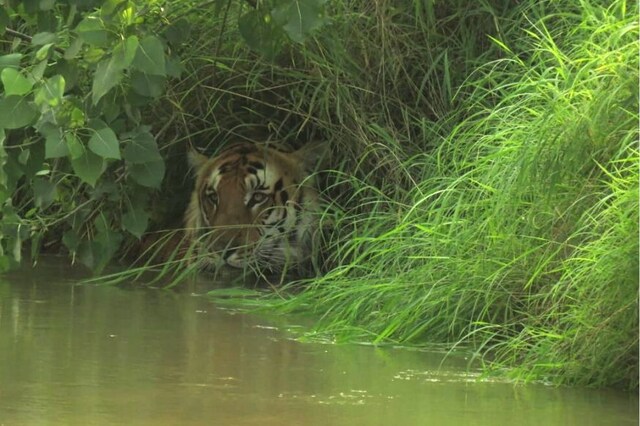 Pilibhit Tiger Had Grievous Injuries Before it Was Tranquilised ...
