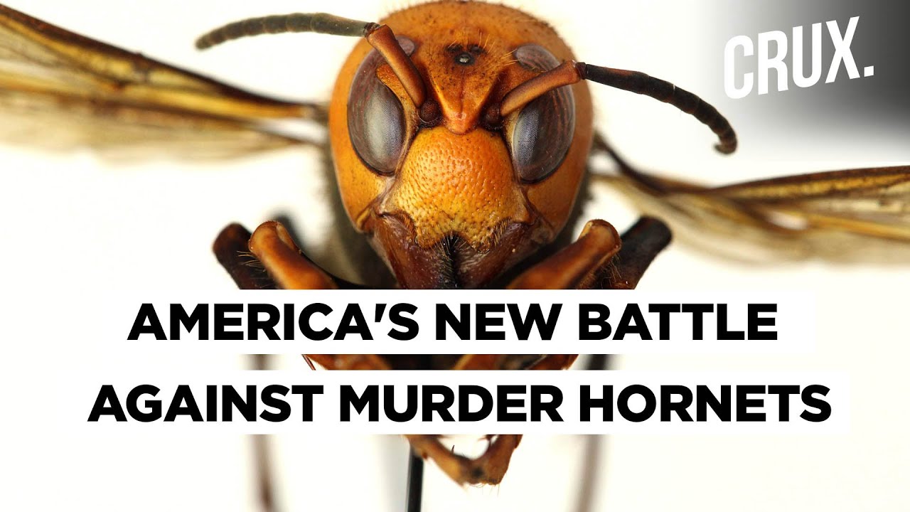 “Murder Hornet” Threatens To Wipe Bee Population In Washington State ...
