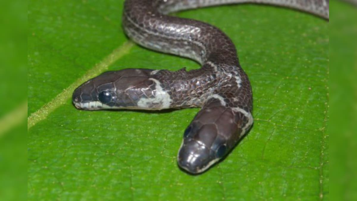 Photographer Spots Extremely Rare Two-headed 'Wolf Snake' in Odisha ...