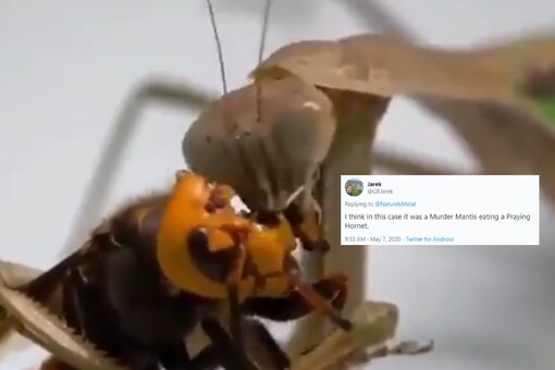 WATCH: Praying Mantis Demolishing the Brain of a Murder Hornet Has Got ...