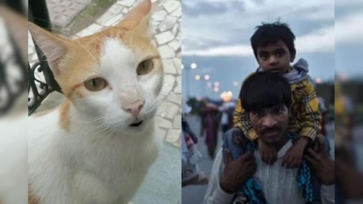 WATCH: This Cat Has an Open Letter to Humans on The Migrant Crisis in ...