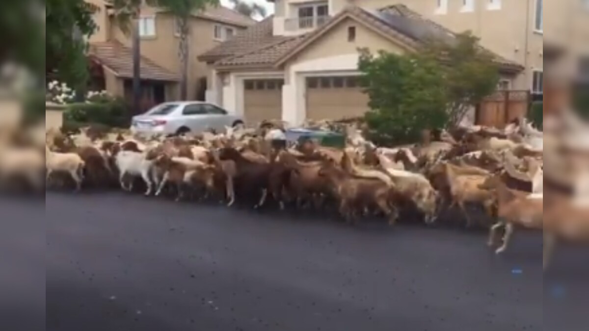 Not Kid-ding! 200 Goats Break into US Neighborhood as Humans Stay ...