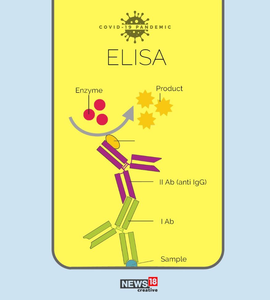 What is Elisa Test and How Does It Work? - Explained - News18