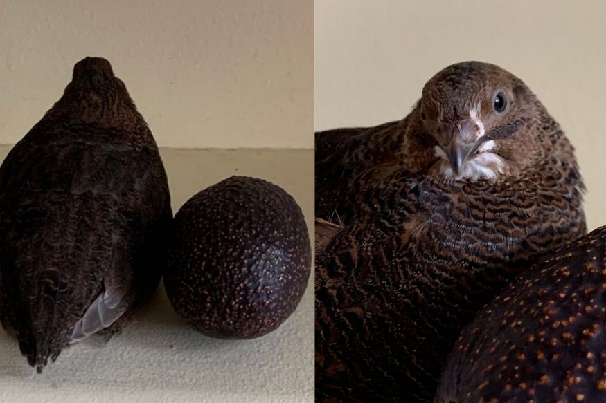 This Adorable Friendship of a Bird and an Avocado will Make You Go 'Aww'