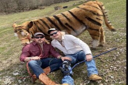US Farmers Paint their Cow as Big Cat to Recreate Joe Exotic's 'Tiger ...