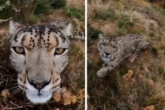 Ghost of the Mountains: Old Video of Snow Leopard Attacking Camera Goes ...
