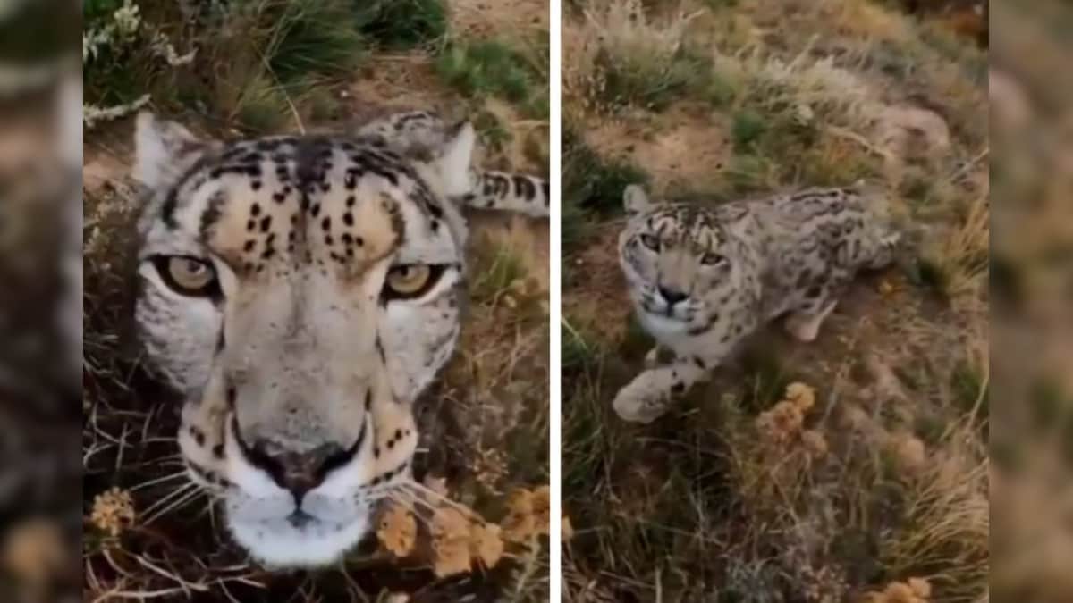 Ghost of the Mountains: Old Video of Snow Leopard Attacking Camera Goes ...
