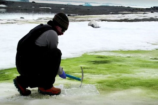 Antarctica is Turning Green with Climate Change Causing Spike in Algae ...