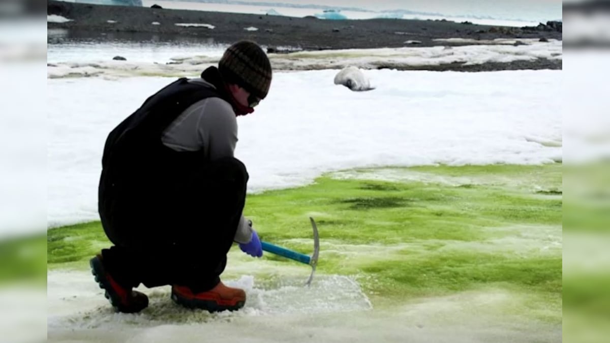 Antarctica is Turning Green with Climate Change Causing Spike in Algae ...