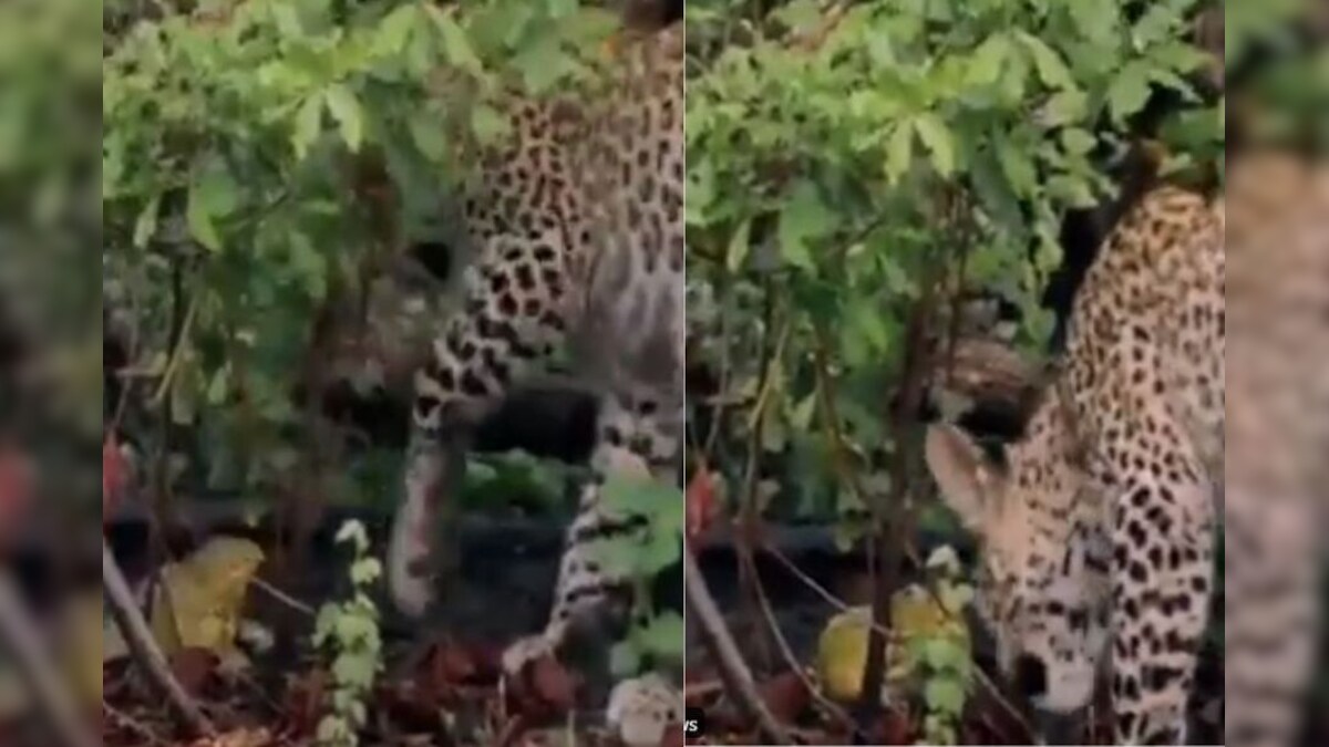 Watch: This 'Unbelievable Fight' between Frog and Leopard Leaves ...