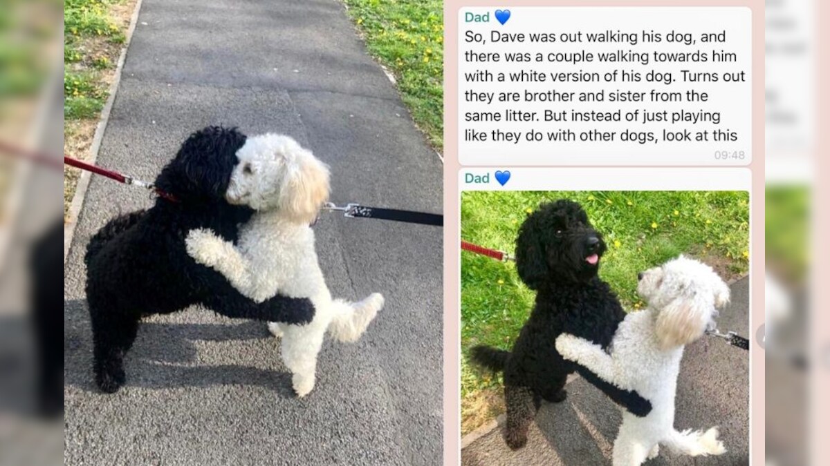 These Two Dog Siblings Bumping into Each Other and Hugging will Melt ...
