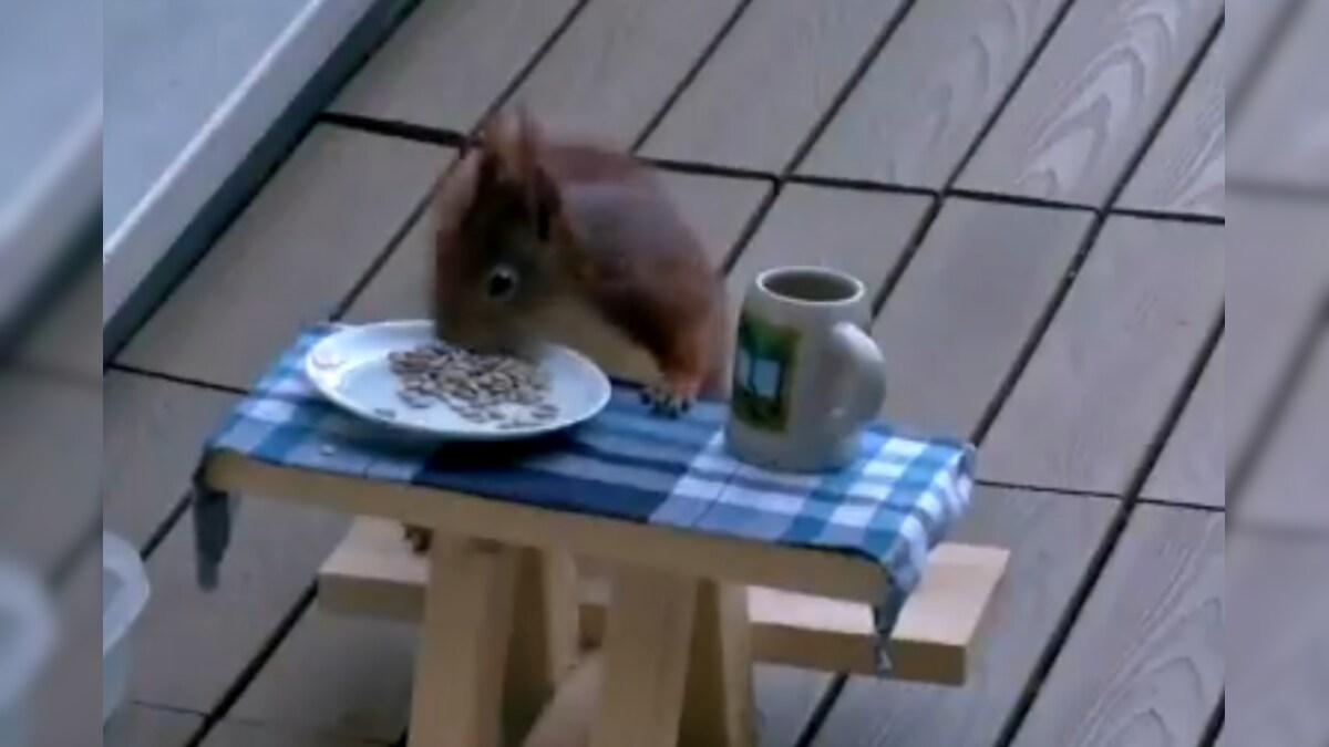 WATCH: This Adorable Squirrel Visits a German Family Everyday and Has ...