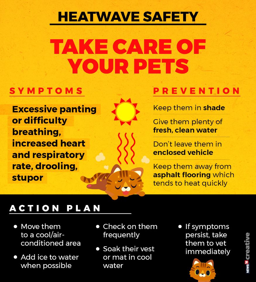 Easy Tips On How To Survive A Heat Wave In Graphics News18
