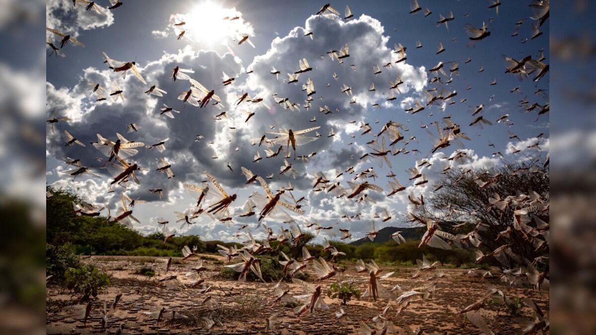 10 UP Districts on Alert After Locust Swarms Attack Crops in ...