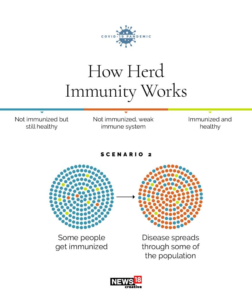 What Is Herd Immunity? And How Does It Work? - Explained! - News18