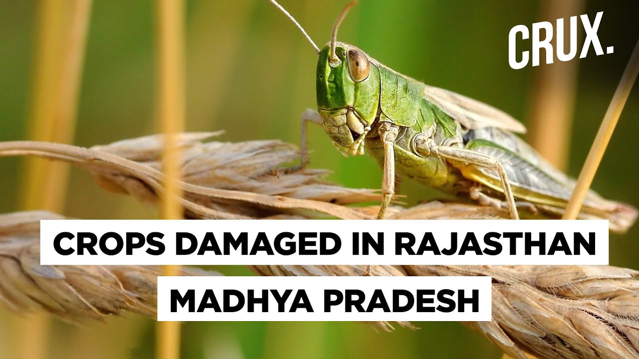 India Faces Worst Locust Attack In Decades - News18