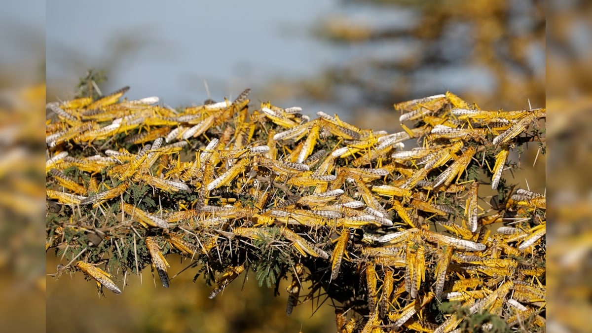 Locust Attack Badly-timed 'Serious Infestation', Possibility of Crop ...