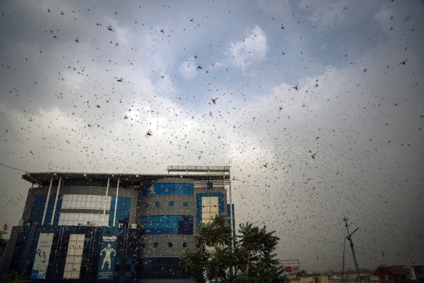 After Devouring Green Crops in Rajasthan & MP, Locusts Attack Feared in ...
