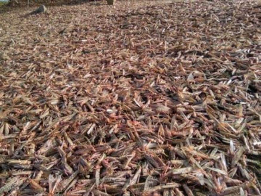 After Devouring Green Crops in Rajasthan & MP, Locusts Attack Feared in ...