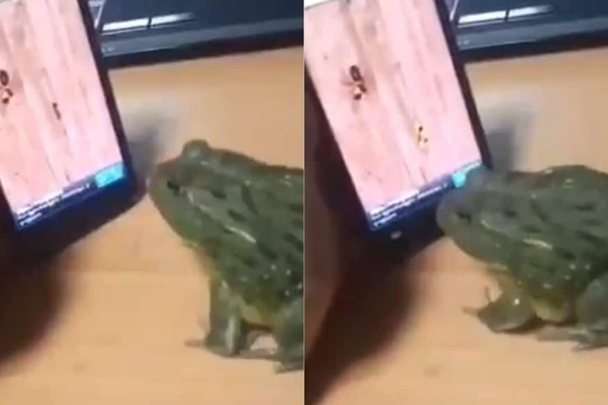 Watch: This Frog Playing Ant Smasher on Smartphone is the Most ...