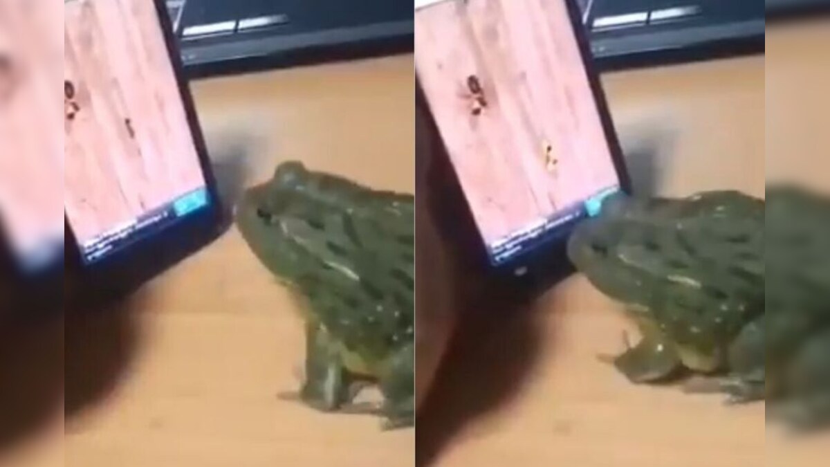 Watch: This Frog Playing Ant Smasher on Smartphone is the Most ...