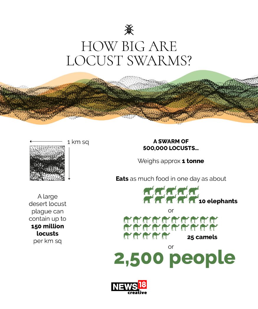What is Locust Attack and Why Should India be Worried - Explained! - News18