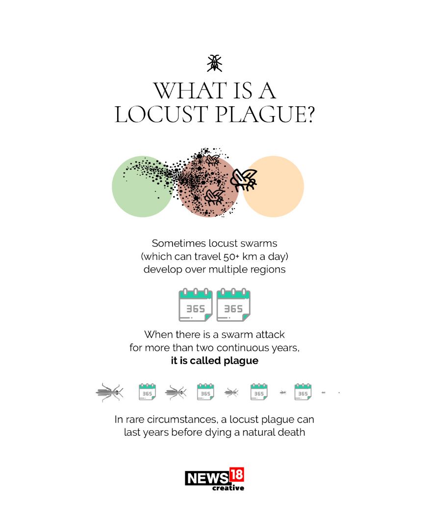 What is Locust Attack and Why Should India be Worried - Explained! - News18
