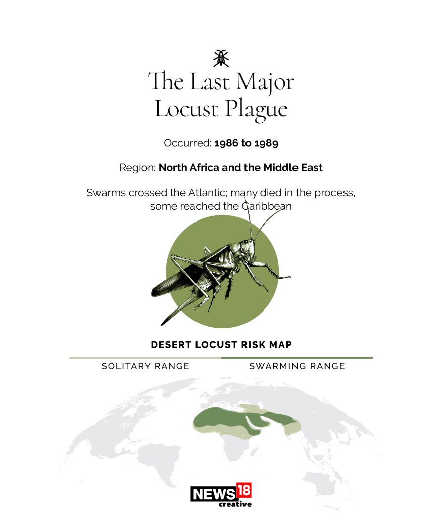 What is Locust Attack and Why Should India be Worried - Explained! - News18
