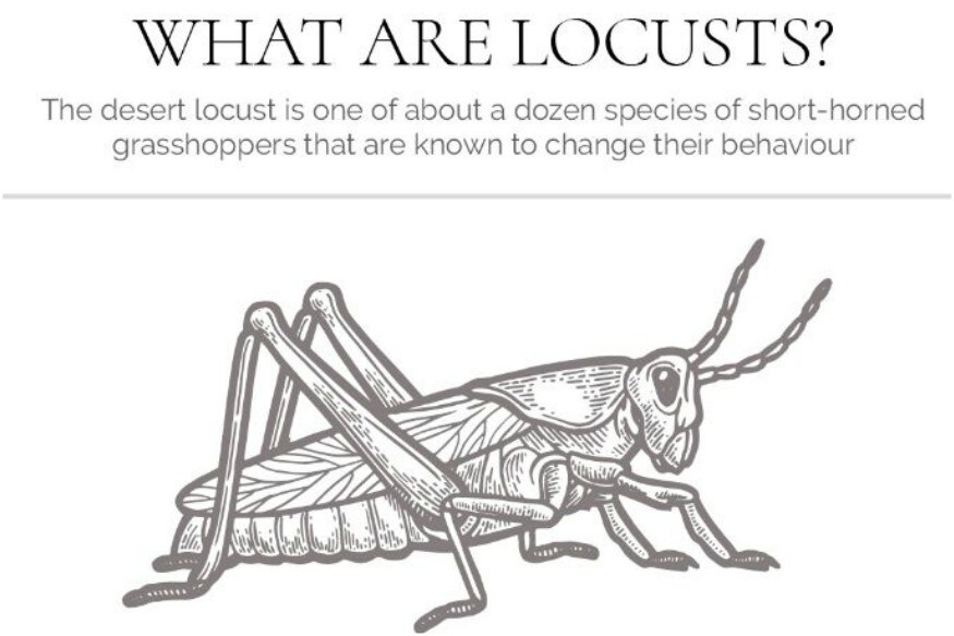 What is Locust Attack and Why Should India be Worried - Explained! - News18