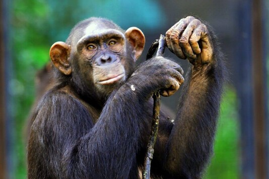 Modern Human Language Evolved From Chimpanzees Smacking Their Lips