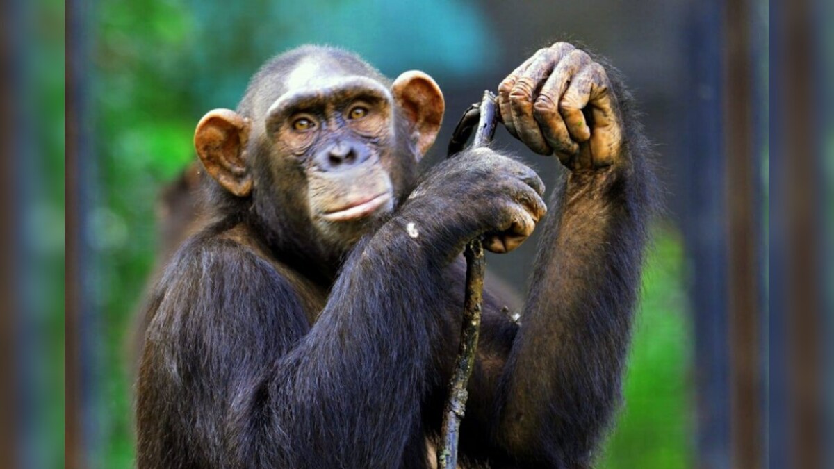 Modern Human Language Evolved From Chimpanzees Smacking Their Lips