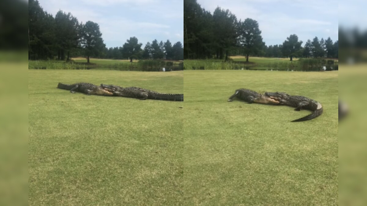 WATCH: Two Alligators Engage in an Epic Stand off in the Middle of US ...