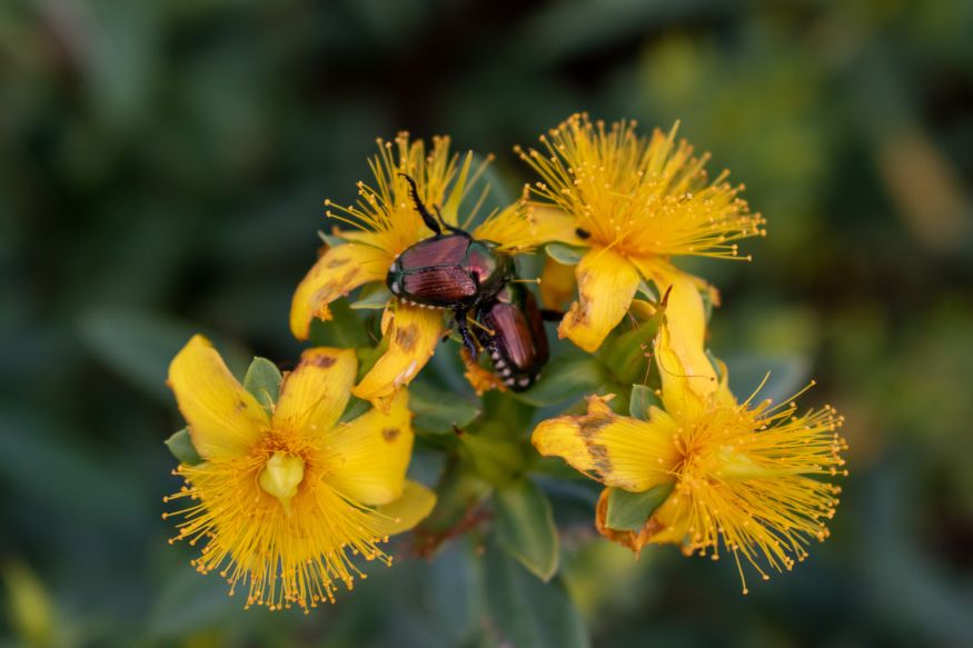 Not Just Locusts, These Deadly Bugs Are Equally Harmful to Crop Yield ...